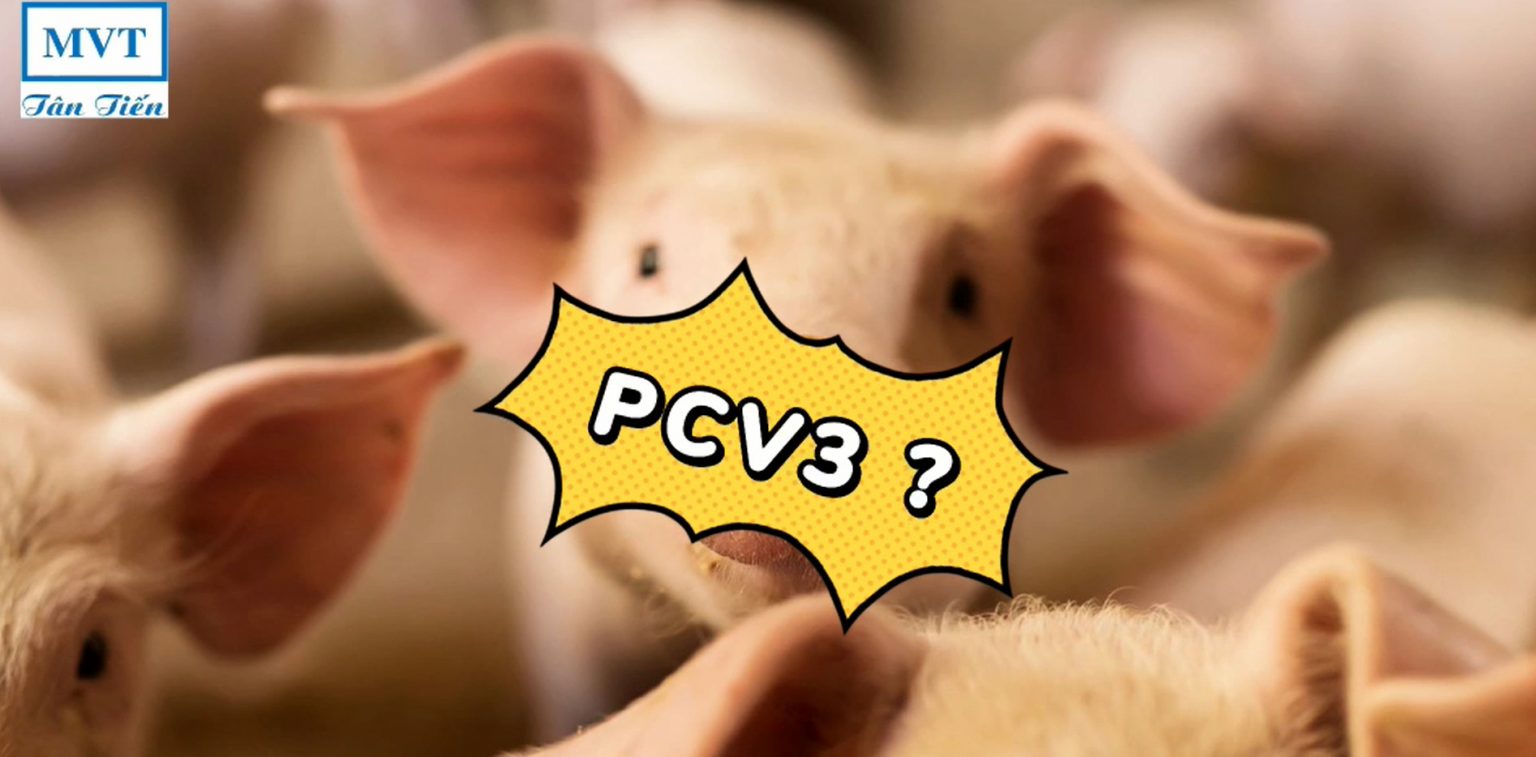 Thông tin mới nhất về bệnh PCV3 (Circo typ 3) trên heo - tantiendanang.com